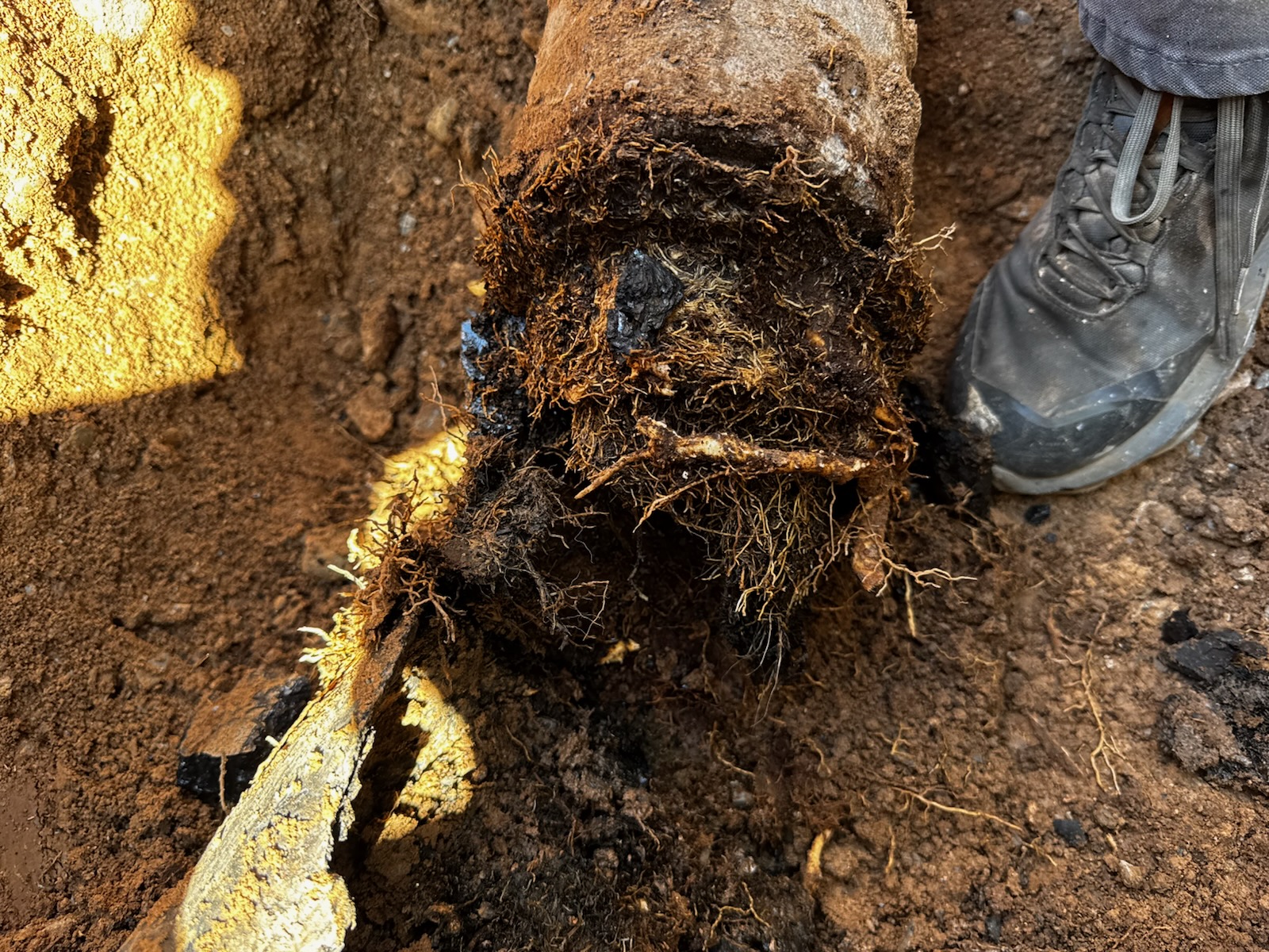 Drainiology - Professional Trenchless Drain Lining | Phoenix Valley
